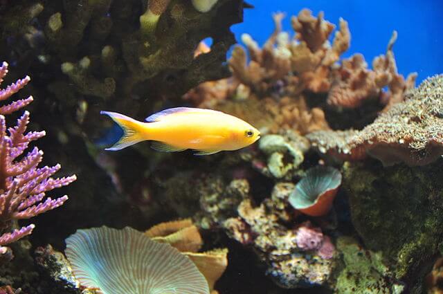 Blue Reef Aquarium - Sykes Inspiration