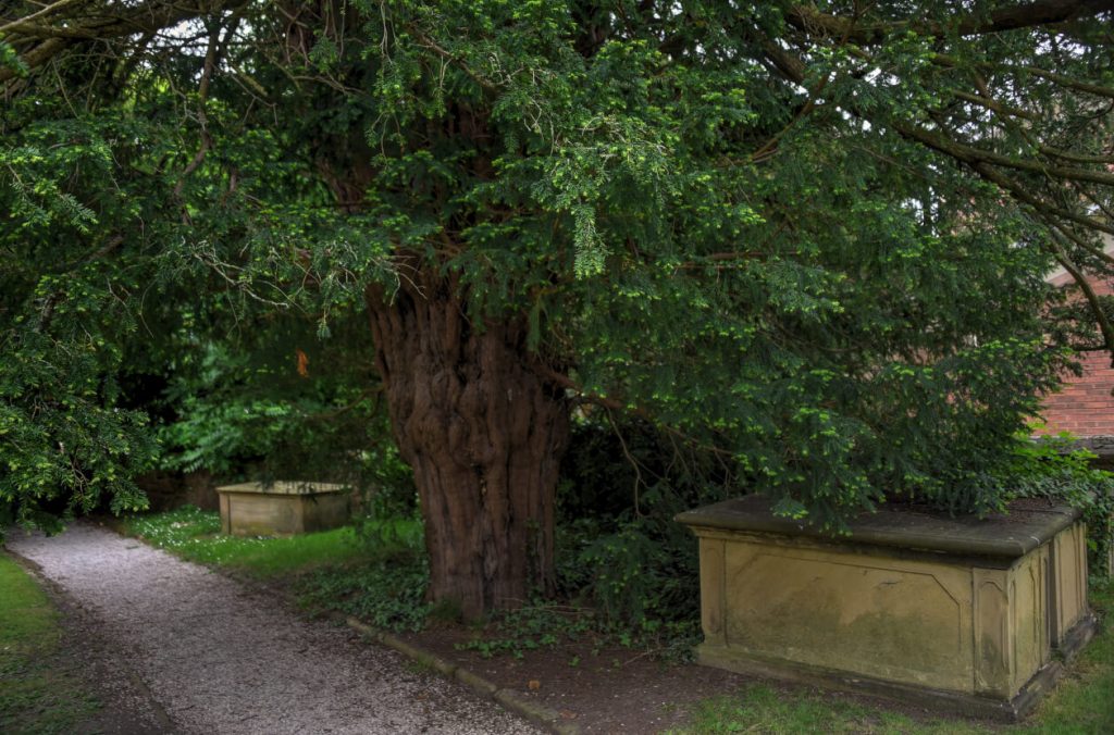 The Overton Yew Trees - Sykes Inspiration
