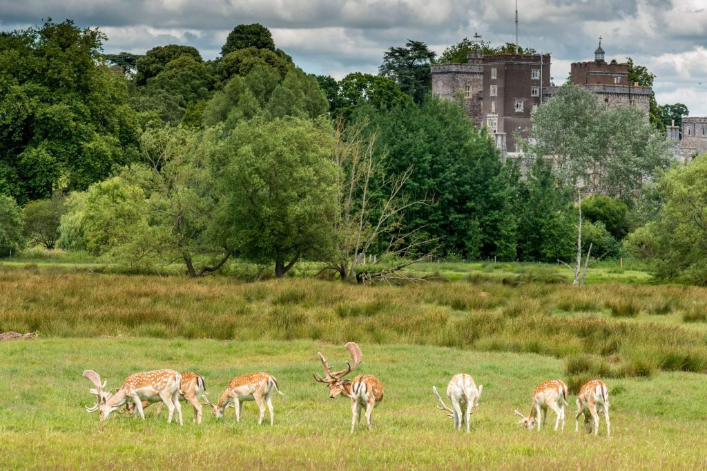 Powderham Castle - Sykes Inspiration