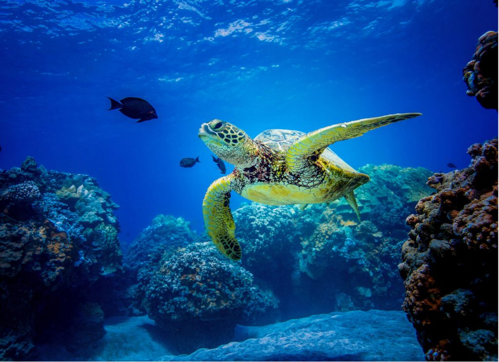 SEA LIFE Scarborough - Sykes Inspiration